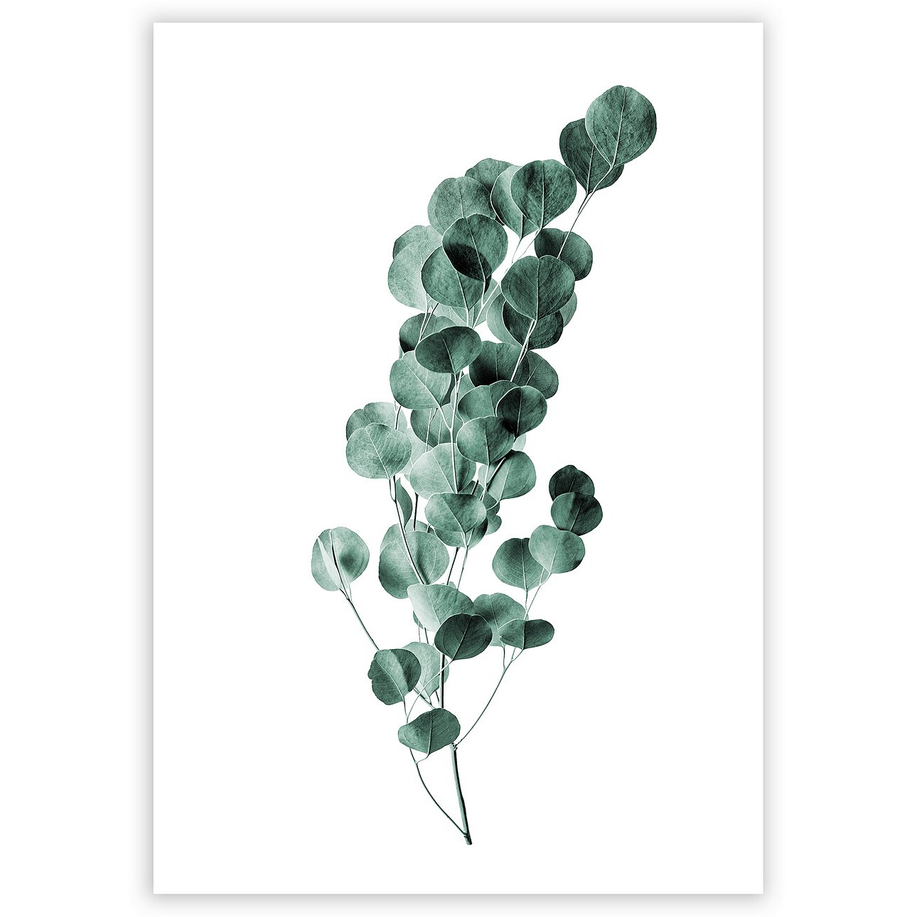 Poster Eucalyptus Emerald Green, 21 x 30 cm - Dekoria.de